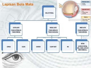 Anatomi Mata.pptx