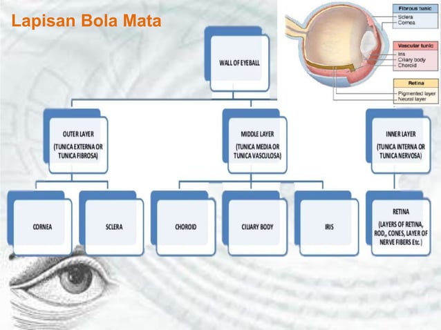 Anatomi Mata.pptx
