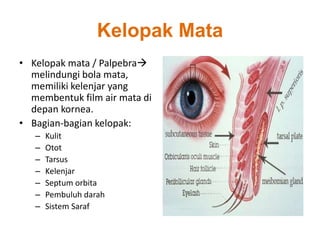 Anatomi Mata.pptx