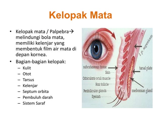 Anatomi Mata.pptx