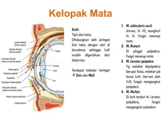 Anatomi Mata.pptx