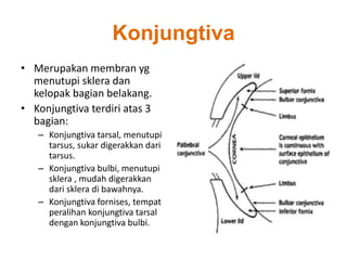Anatomi Mata.pptx