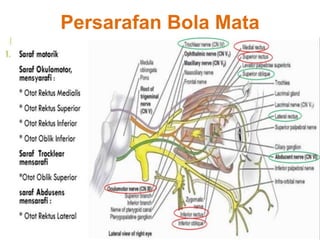 Anatomi Mata.pptx