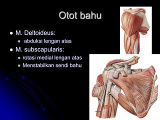 Anatomi MEMBRUM Sup et Inf _Blok 2 2020_10 30.pptx