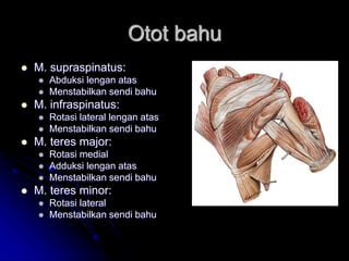 Anatomi MEMBRUM Sup et Inf _Blok 2 2020_10 30.pptx