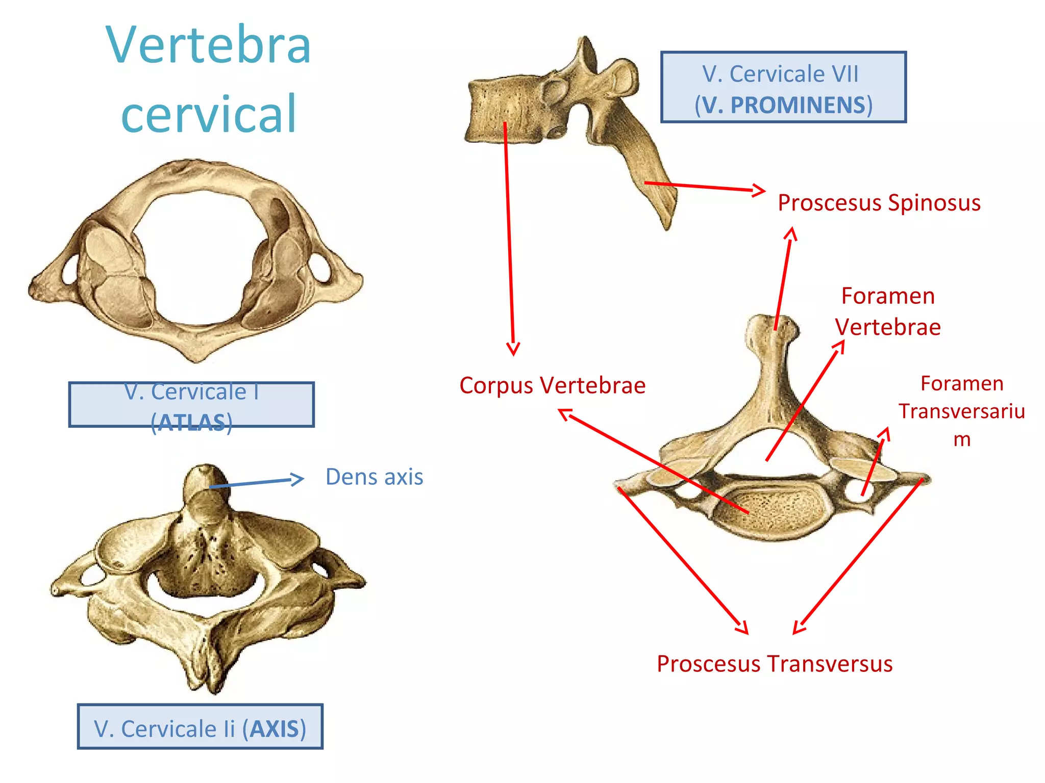 Anatomi musculuskeletal | PPT