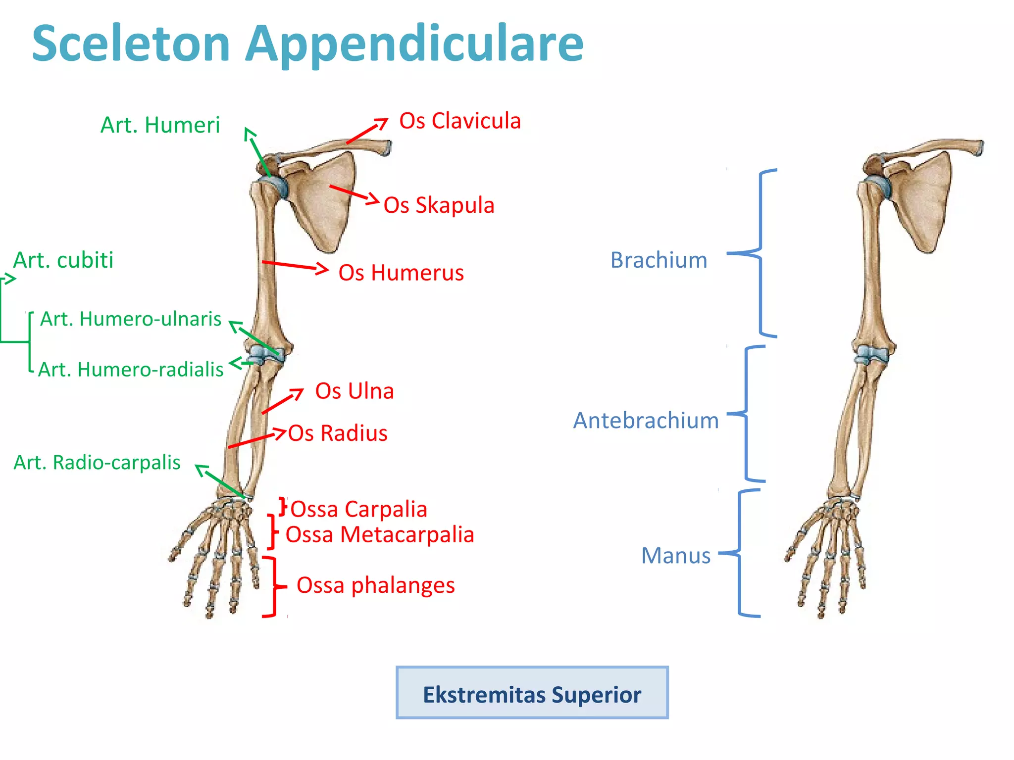 Anatomi musculuskeletal | PPT