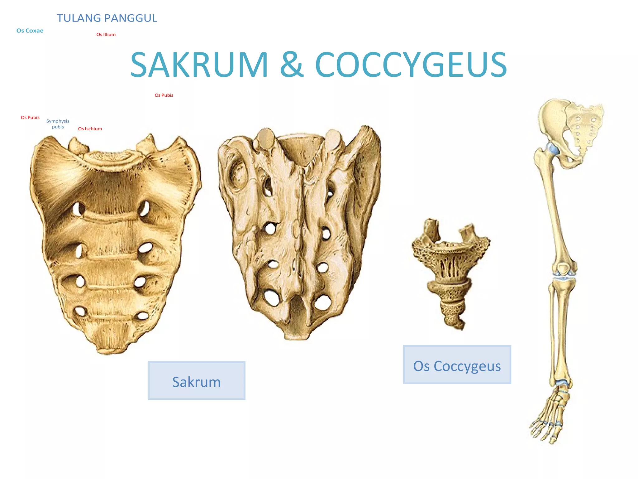 Anatomi musculuskeletal | PPT