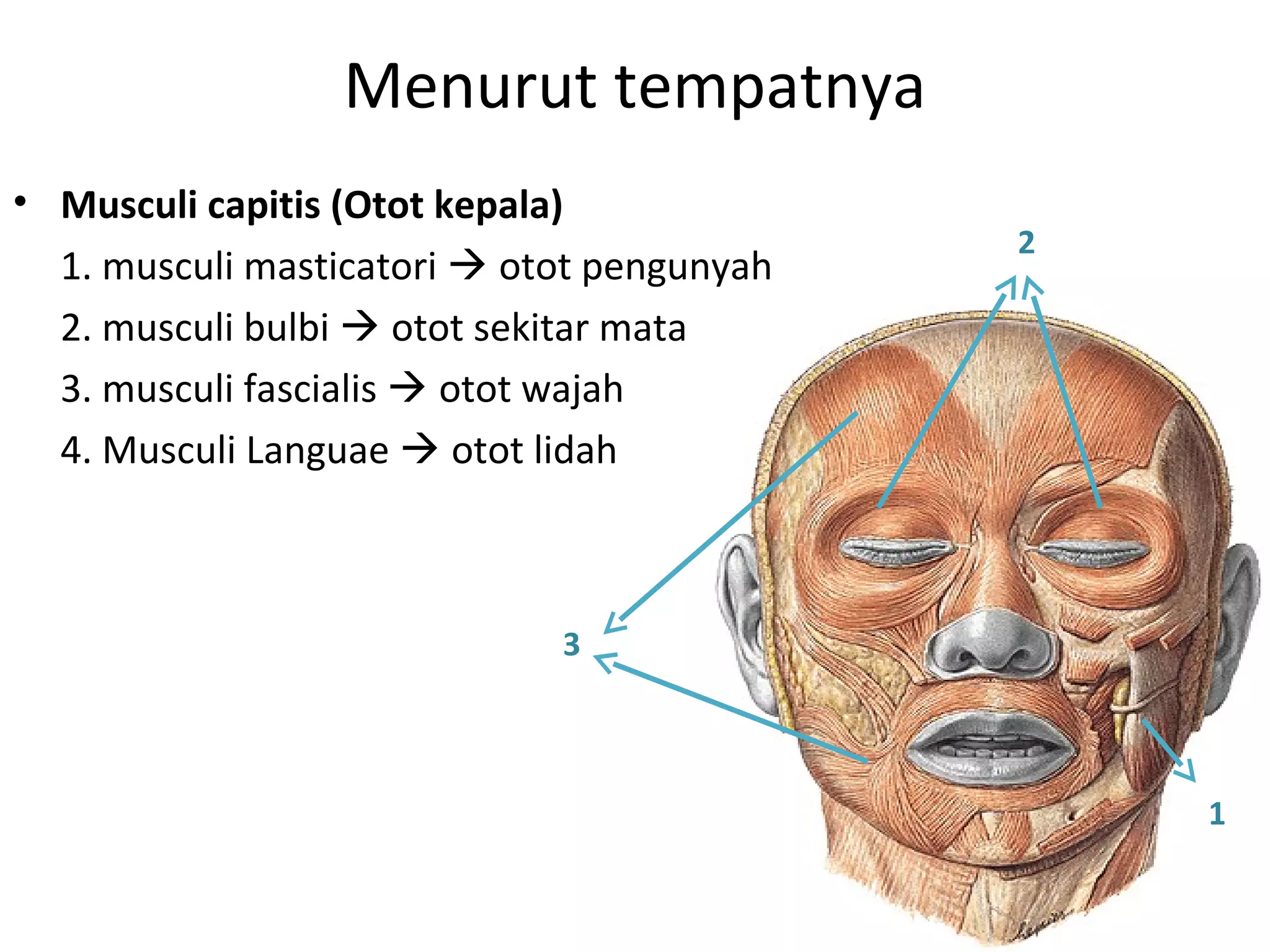 Anatomi musculuskeletal | PPT