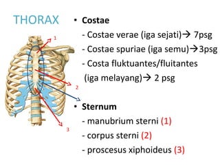 Anatomi musculuskeletal | PPT
