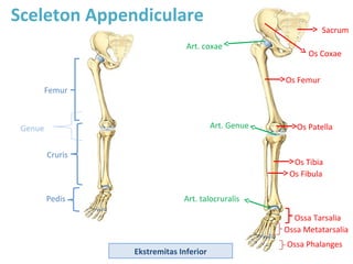 Anatomi musculuskeletal | PPT
