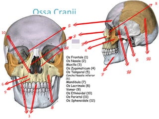 Anatomi musculuskeletal | PPT