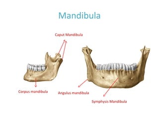 Anatomi musculuskeletal | PPT