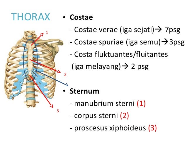 Anatomi musculuskeletal
