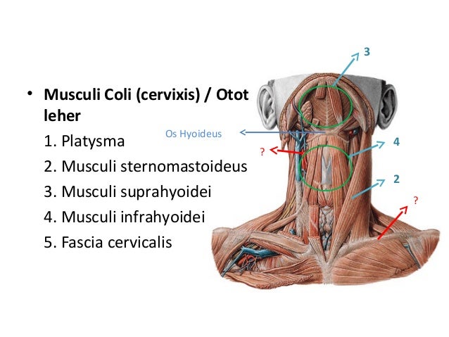 Anatomi musculuskeletal