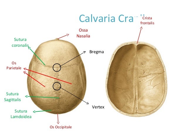 Anatomi musculuskeletal