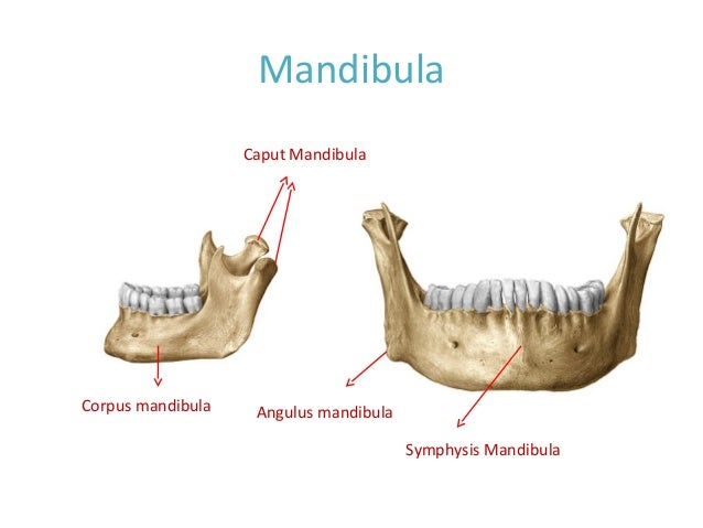 Anatomi musculuskeletal