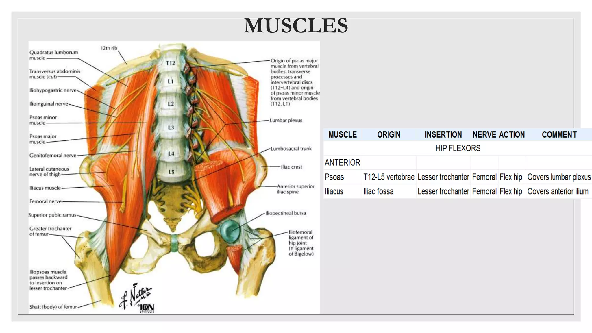 Anatomi muskulo membrum inferior | PPTX