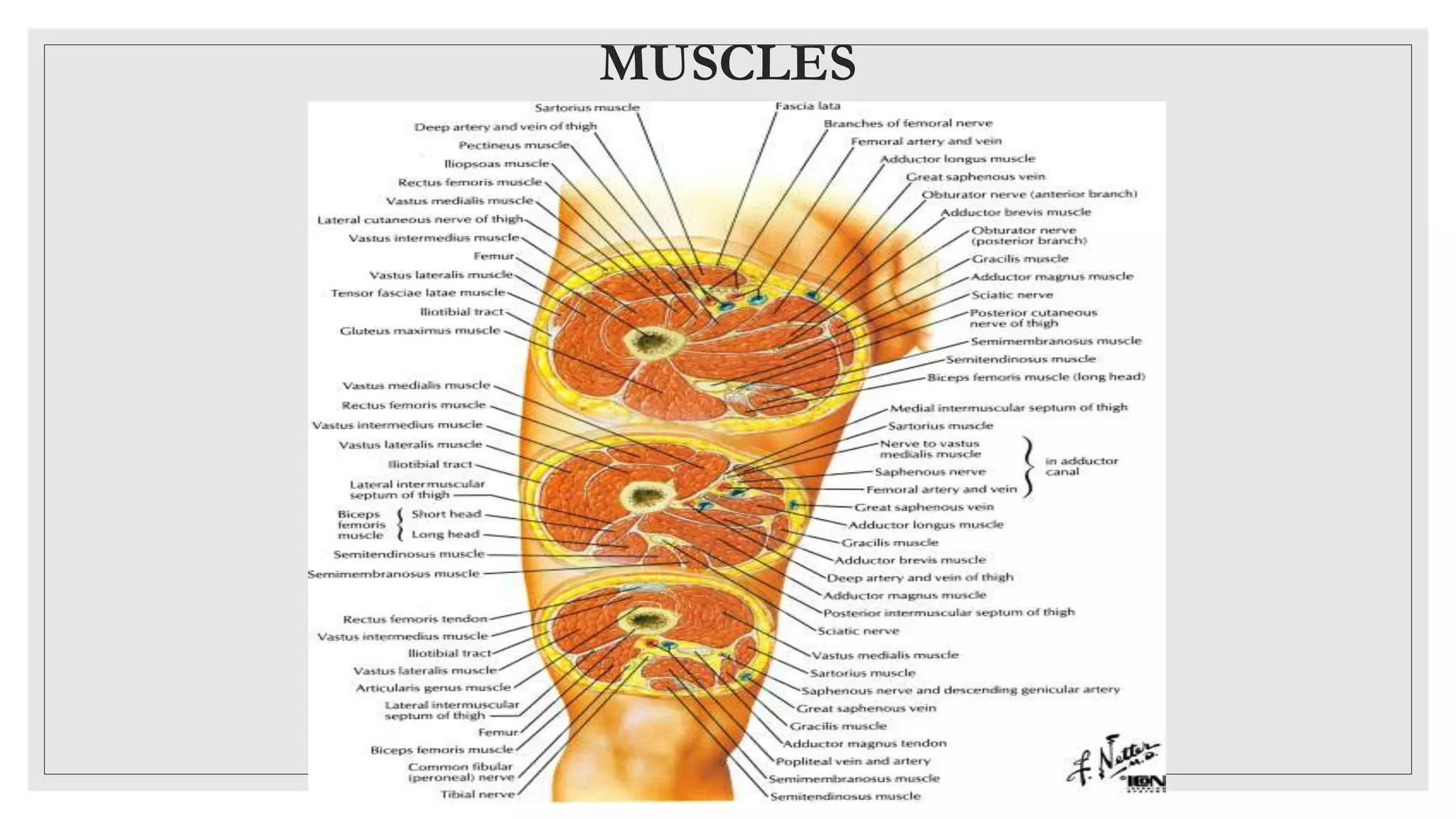 Anatomi muskulo membrum inferior | PPTX
