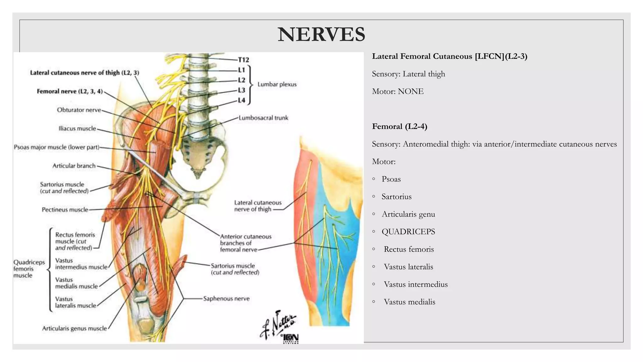 Anatomi muskulo membrum inferior | PPTX