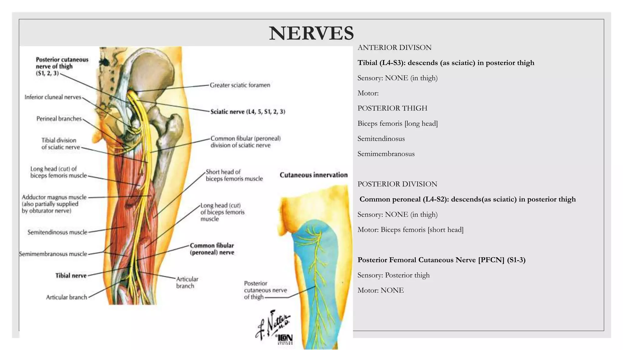 Anatomi muskulo membrum inferior | PPTX