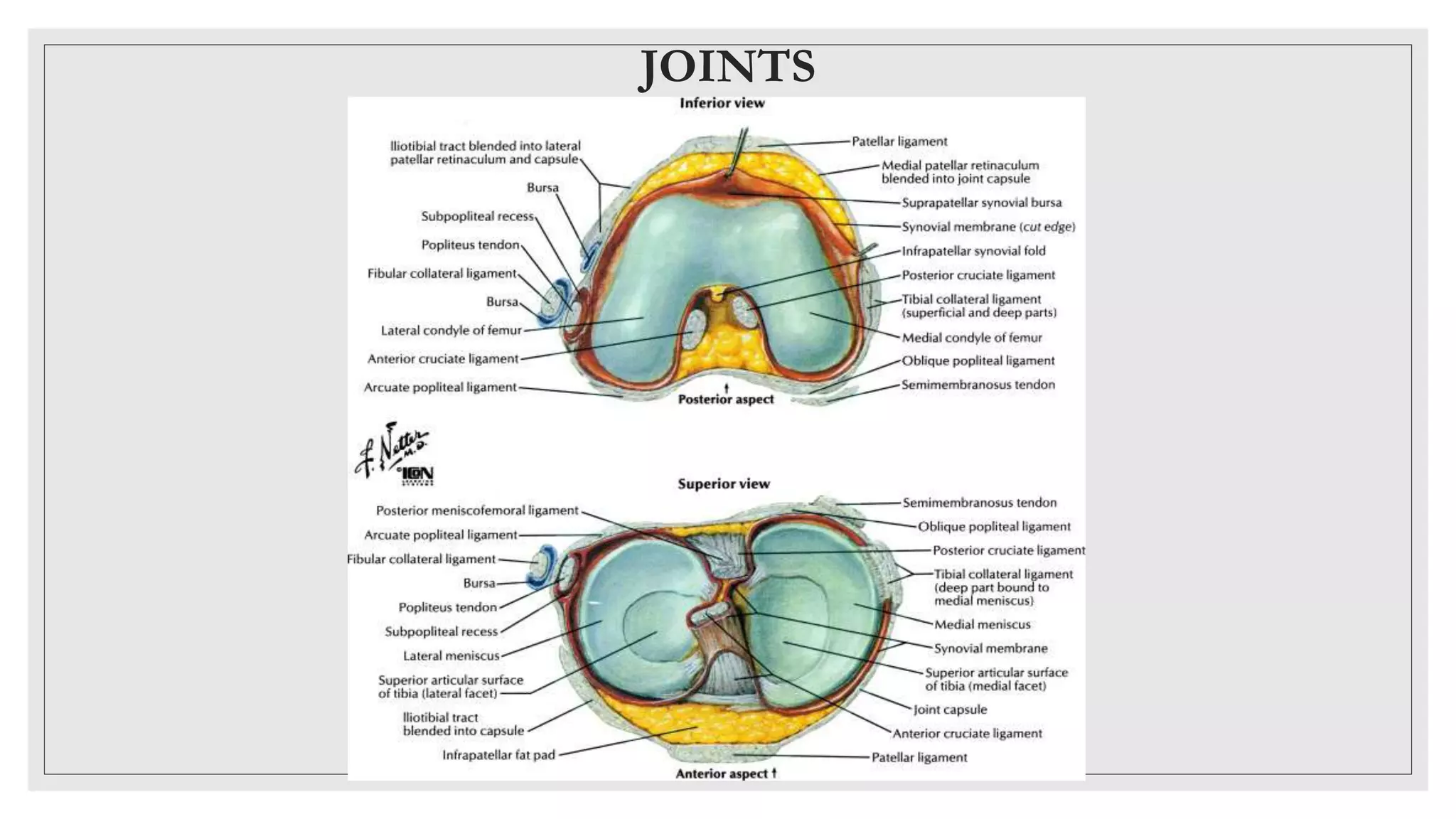 Anatomi muskulo membrum inferior | PPTX