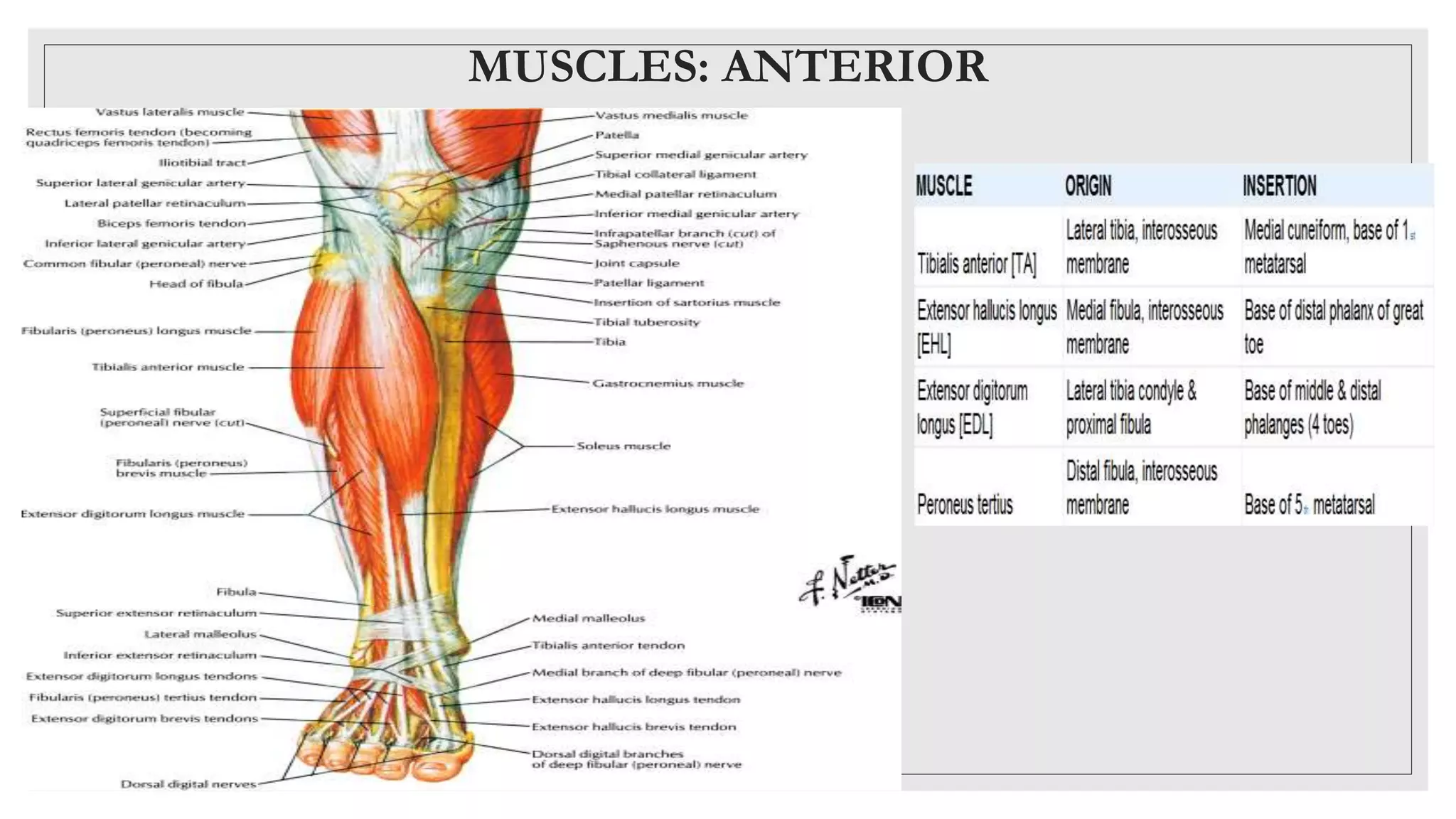 Anatomi muskulo membrum inferior | PPTX