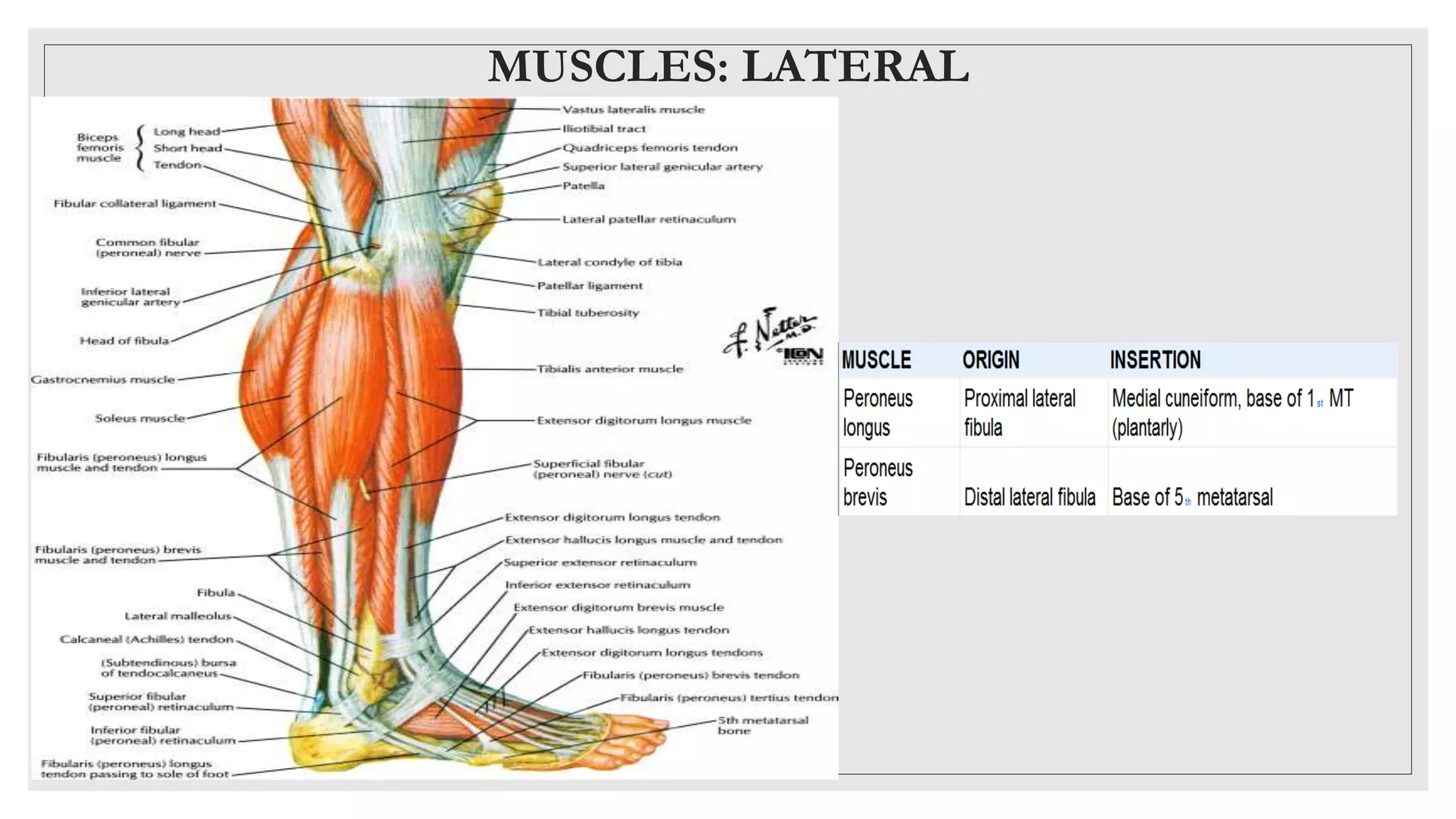 Anatomi muskulo membrum inferior | PPTX