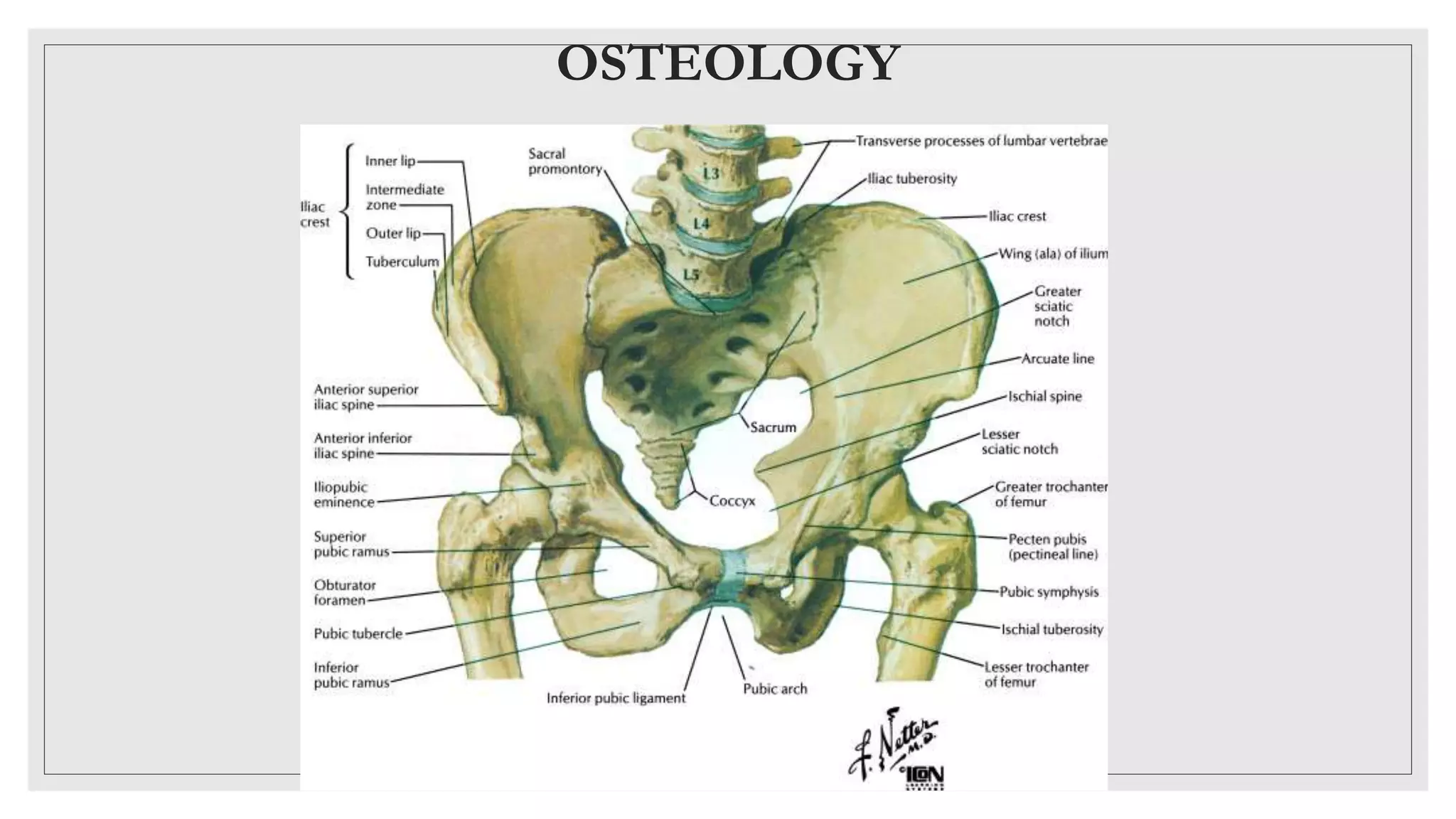 Anatomi muskulo membrum inferior | PPTX