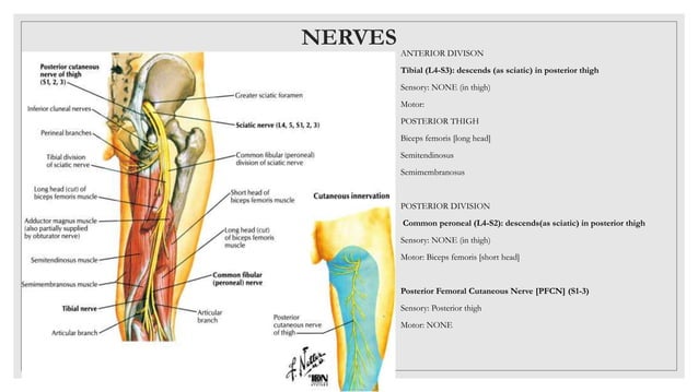 Anatomi muskulo membrum inferior | PPTX