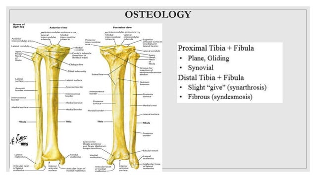 Anatomi muskulo membrum inferior | PPTX