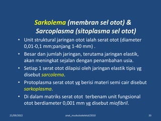 Anatomi muskuloskeletal.ppt