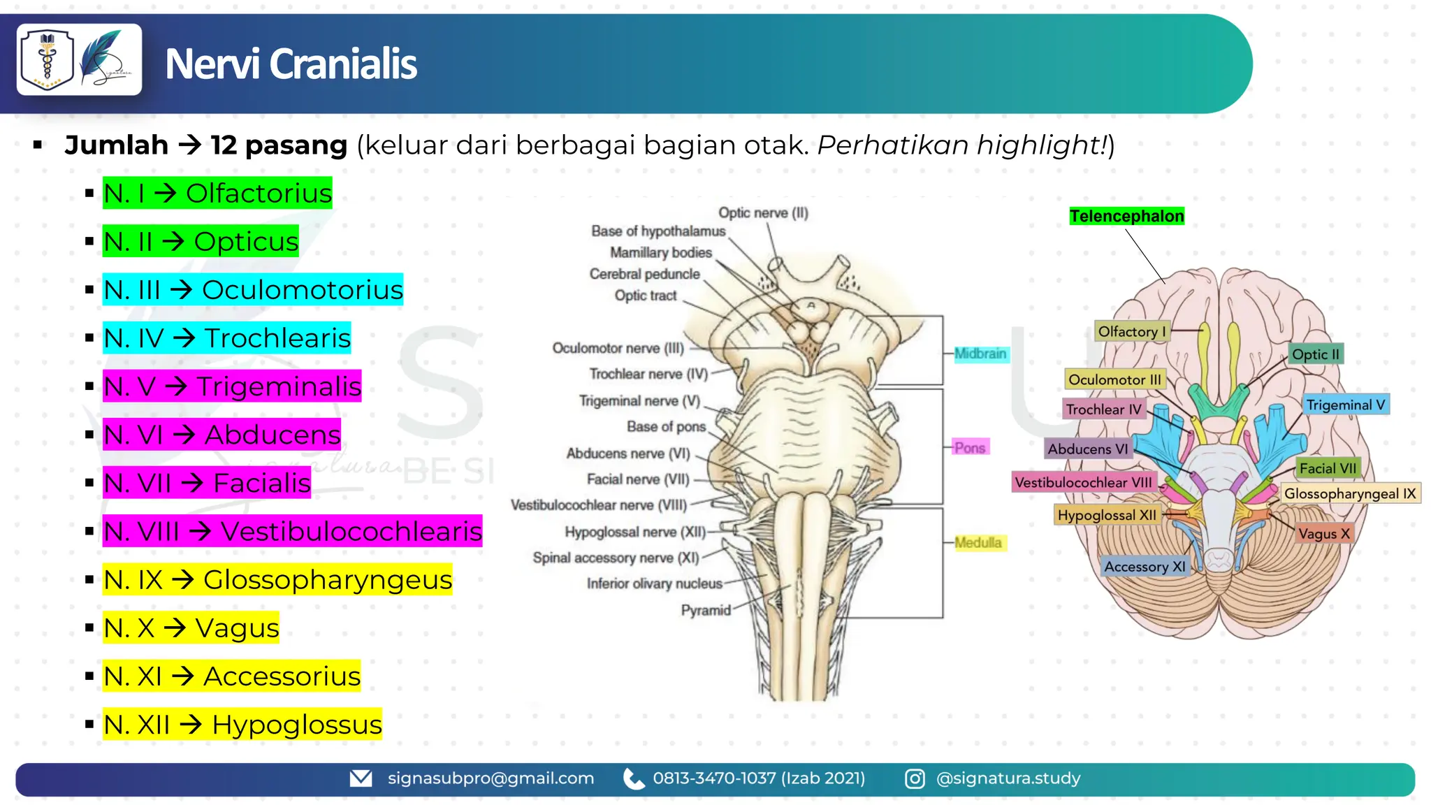 Anatomi Nervi Cranialis_Signatura baru.pdf