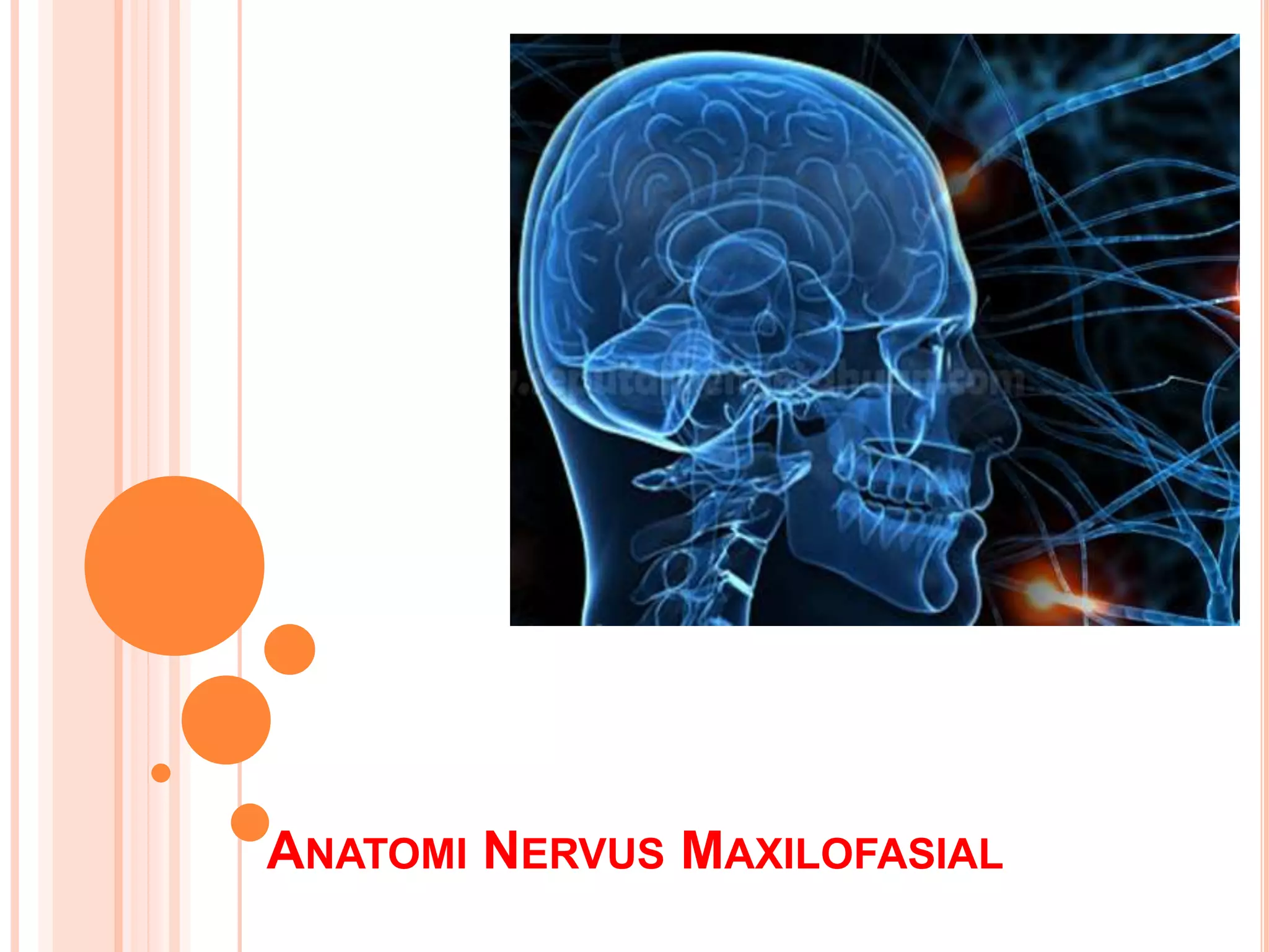 Anatomi Nervus Maxilofasial baru.pptx