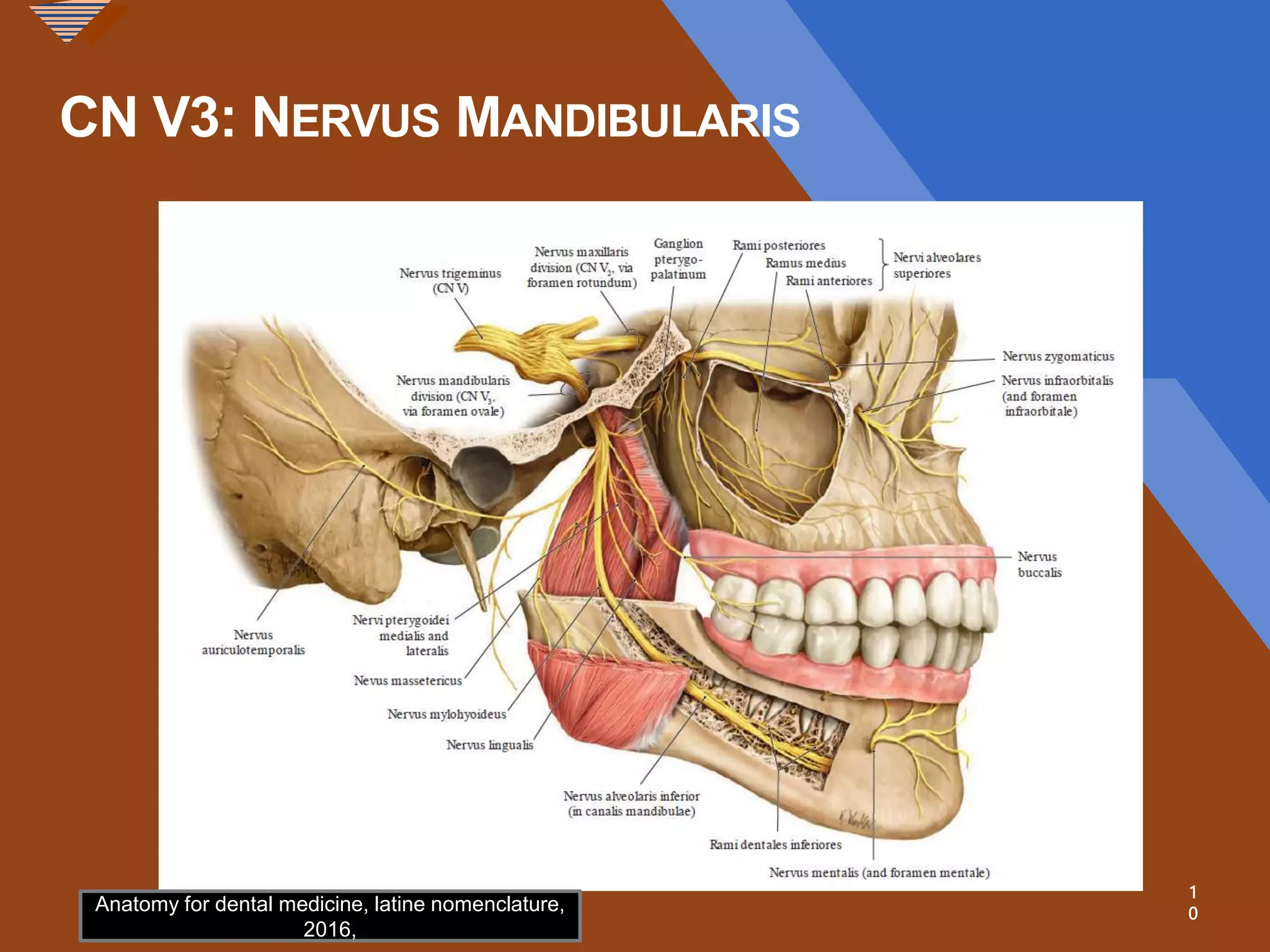 Anatomi Nervus Maxilofasial baru.pptx