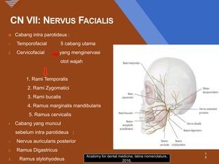 Anatomi Nervus Maxilofasial baru.pptx