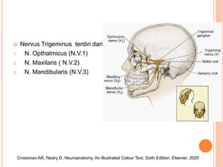 Anatomi Nervus Maxilofasial baru.pptx
