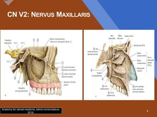 Anatomi Nervus Maxilofasial baru.pptx