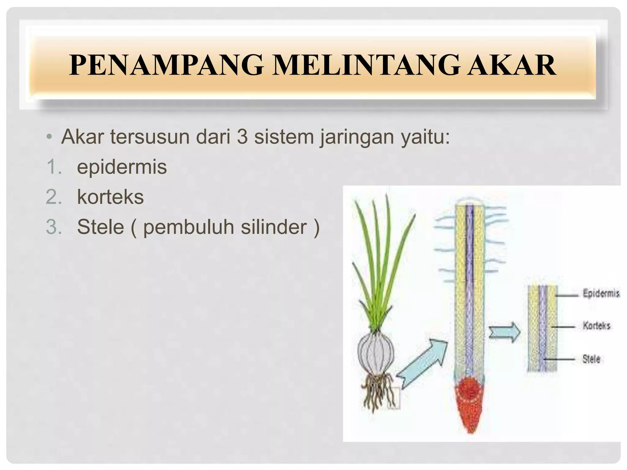 ANATOMI ORGAN AKAR.pptx