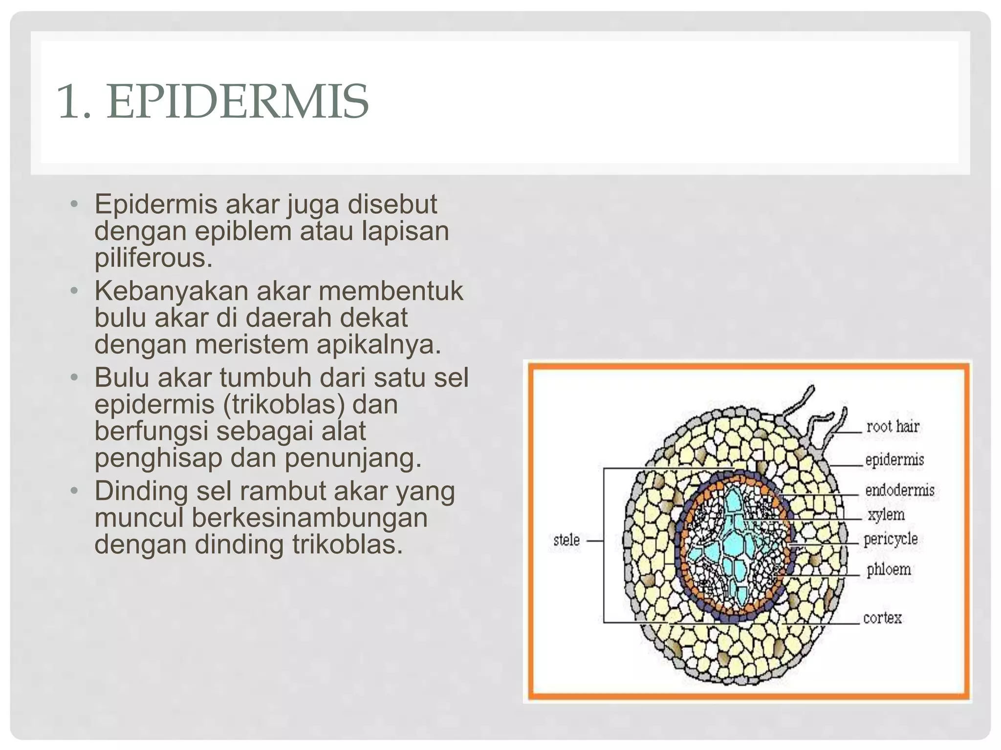 ANATOMI ORGAN AKAR.pptx
