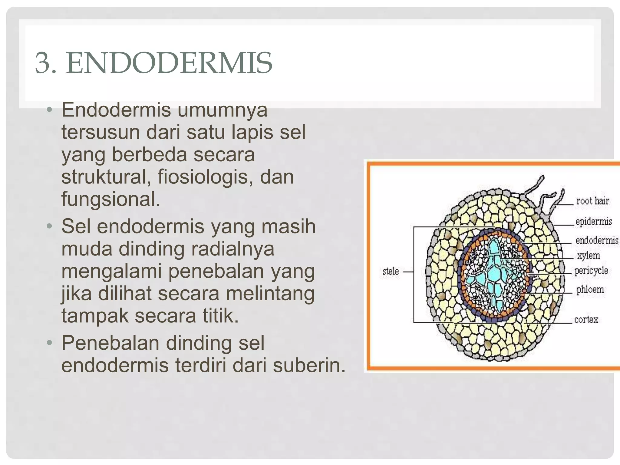 ANATOMI ORGAN AKAR.pptx