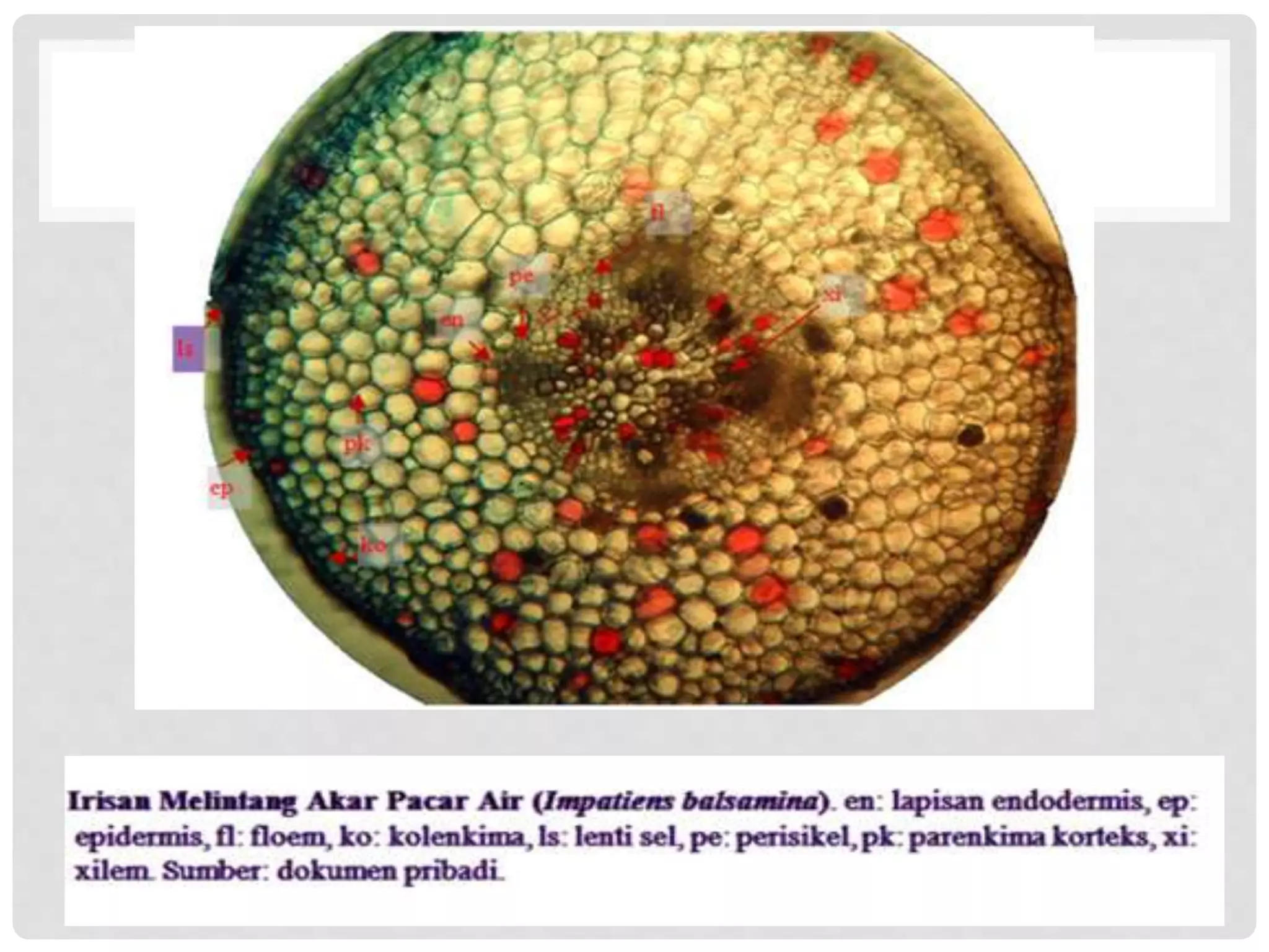 ANATOMI ORGAN AKAR.pptx