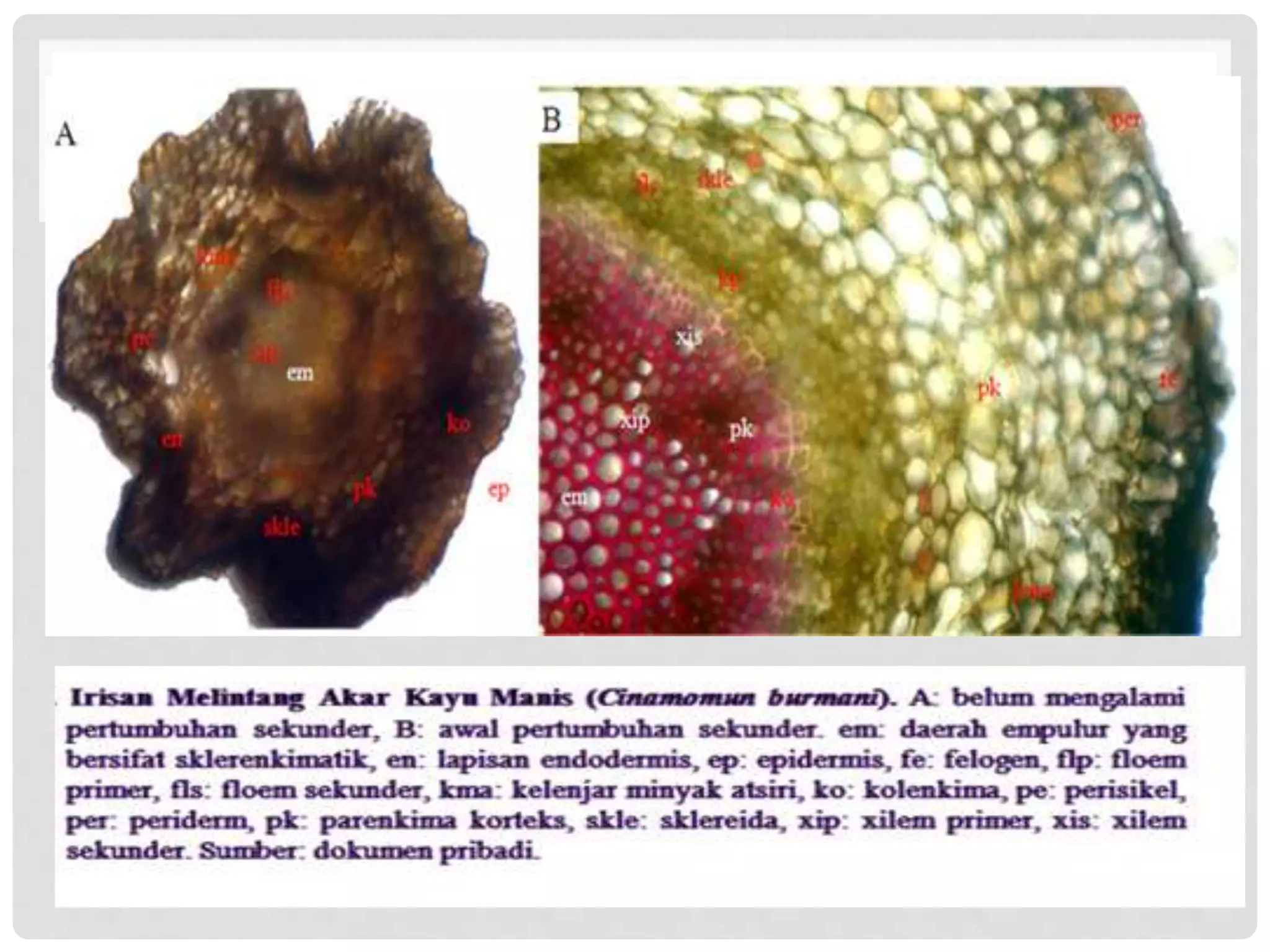 ANATOMI ORGAN AKAR.pptx