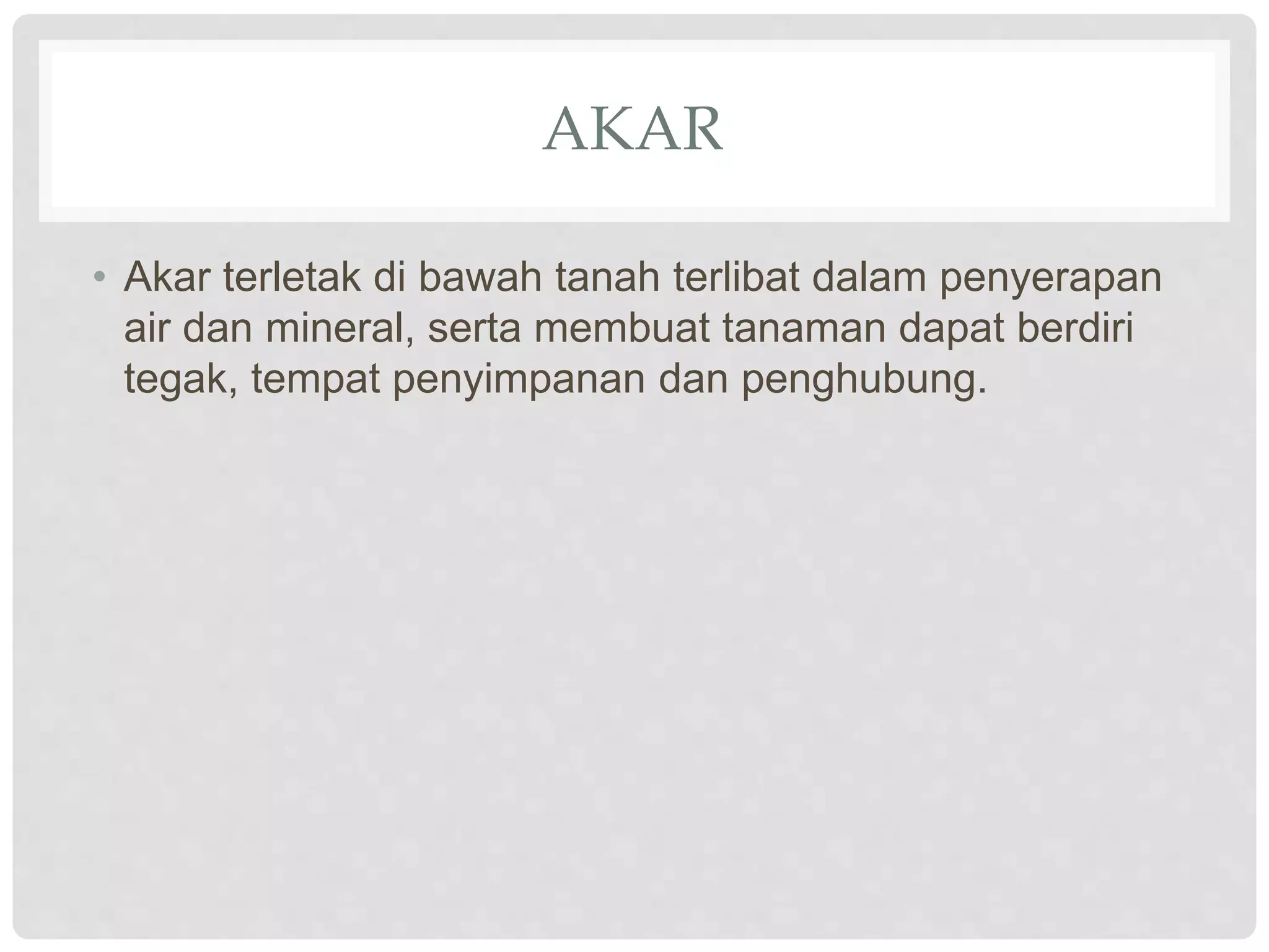 ANATOMI ORGAN AKAR.pptx