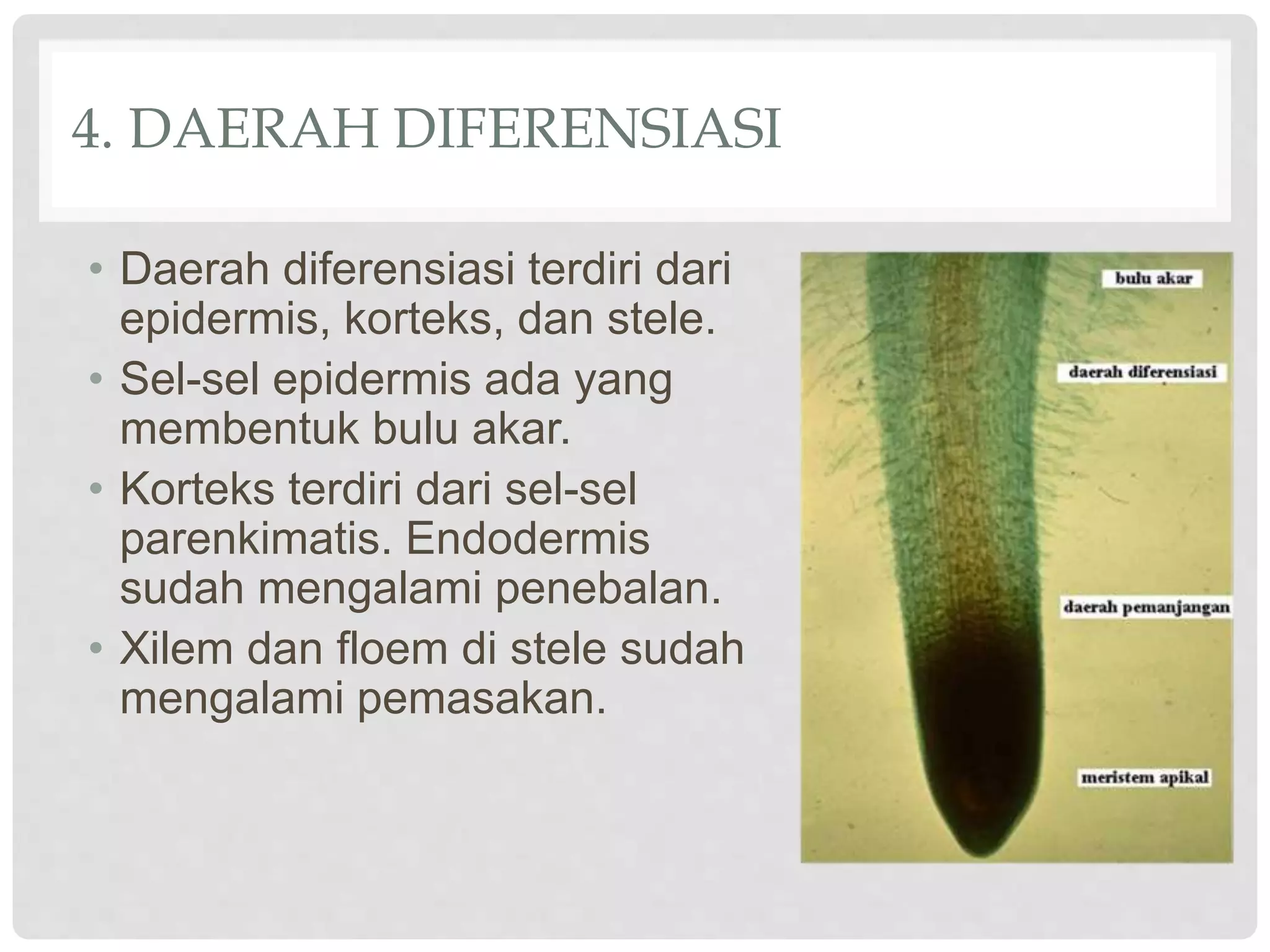 ANATOMI ORGAN AKAR.pptx