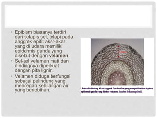 ANATOMI ORGAN AKAR.pptx