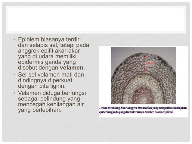 ANATOMI ORGAN AKAR.pptx