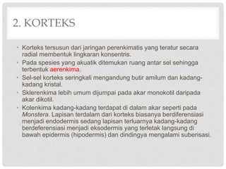 ANATOMI ORGAN AKAR.pptx