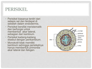 ANATOMI ORGAN AKAR.pptx