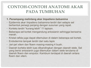 ANATOMI ORGAN AKAR.pptx